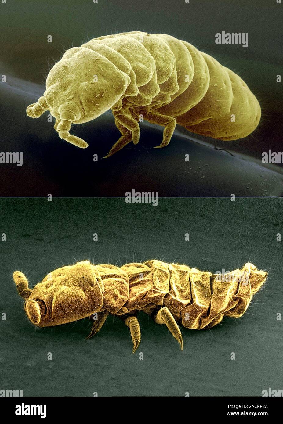 Arctic springtails. Coloured scanning electron micrographs (SEMs) of ...