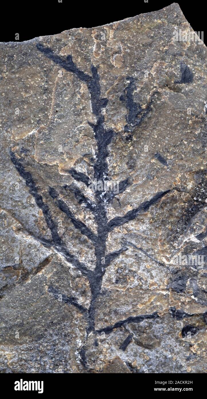 Conifer fossil. Close-up of a fossilised Brachyphyllum sp. coniferous ...