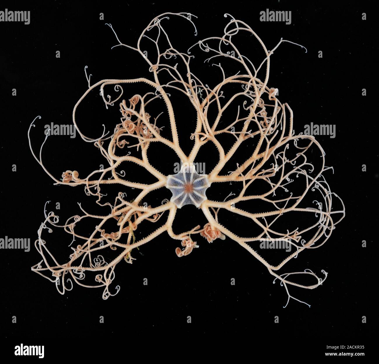 Basket star (Gorgonocephalus chilensis). Basket stars are a group of ...