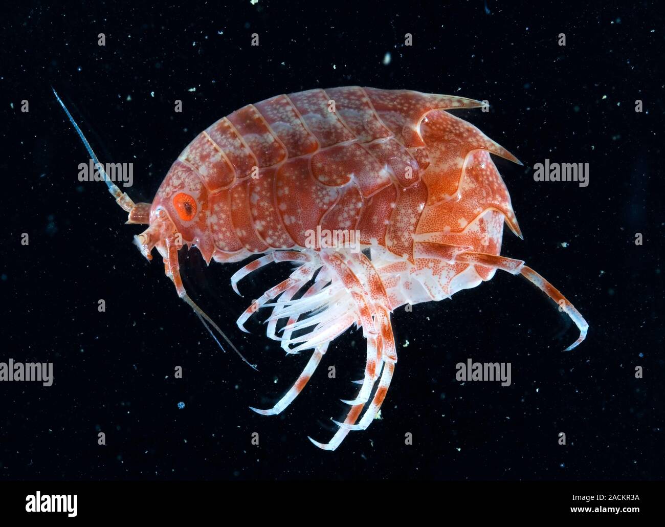Amphipod crustacean. Amphipods are small crustaceans that typically ...