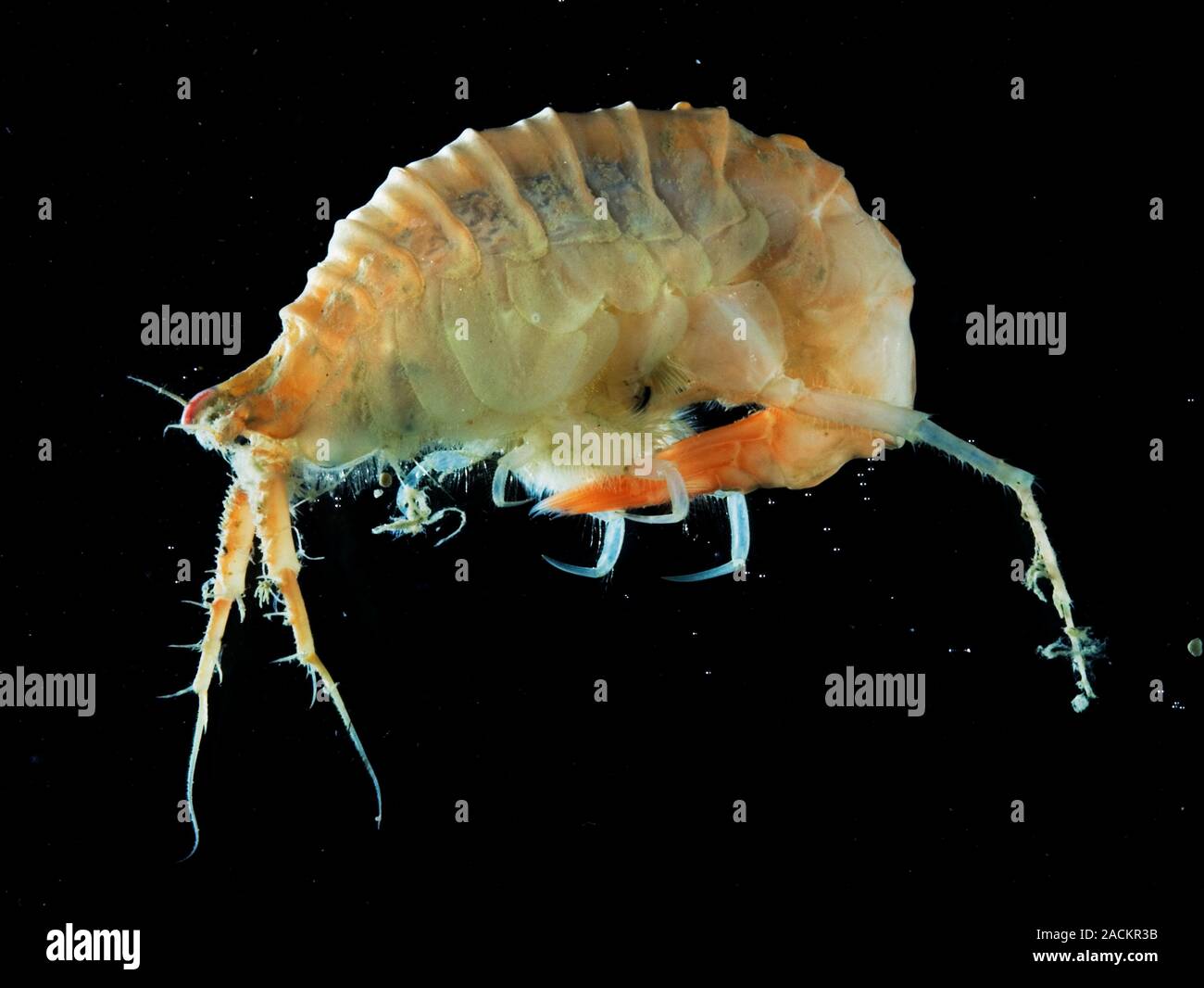 Amphipod crustacean. Amphipods are small crustaceans that typically ...