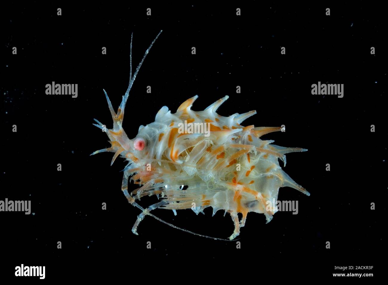 Amphipod crustacean. Amphipods are small crustaceans that typically ...