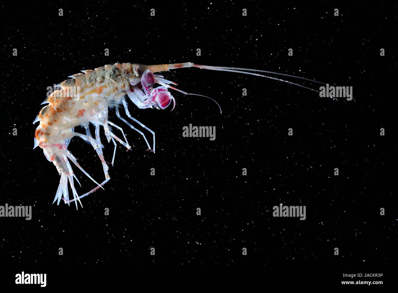 Amphipod crustacean. Amphipods are small crustaceans that typically ...