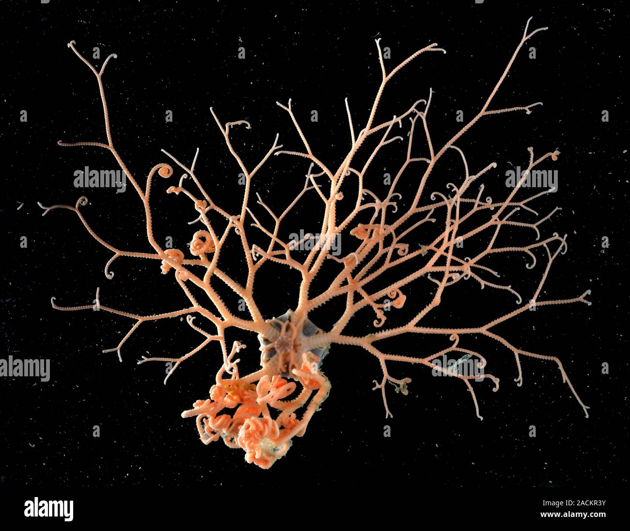 Basket star (Gorgonocephalus chilensis). Basket stars are a group of ...