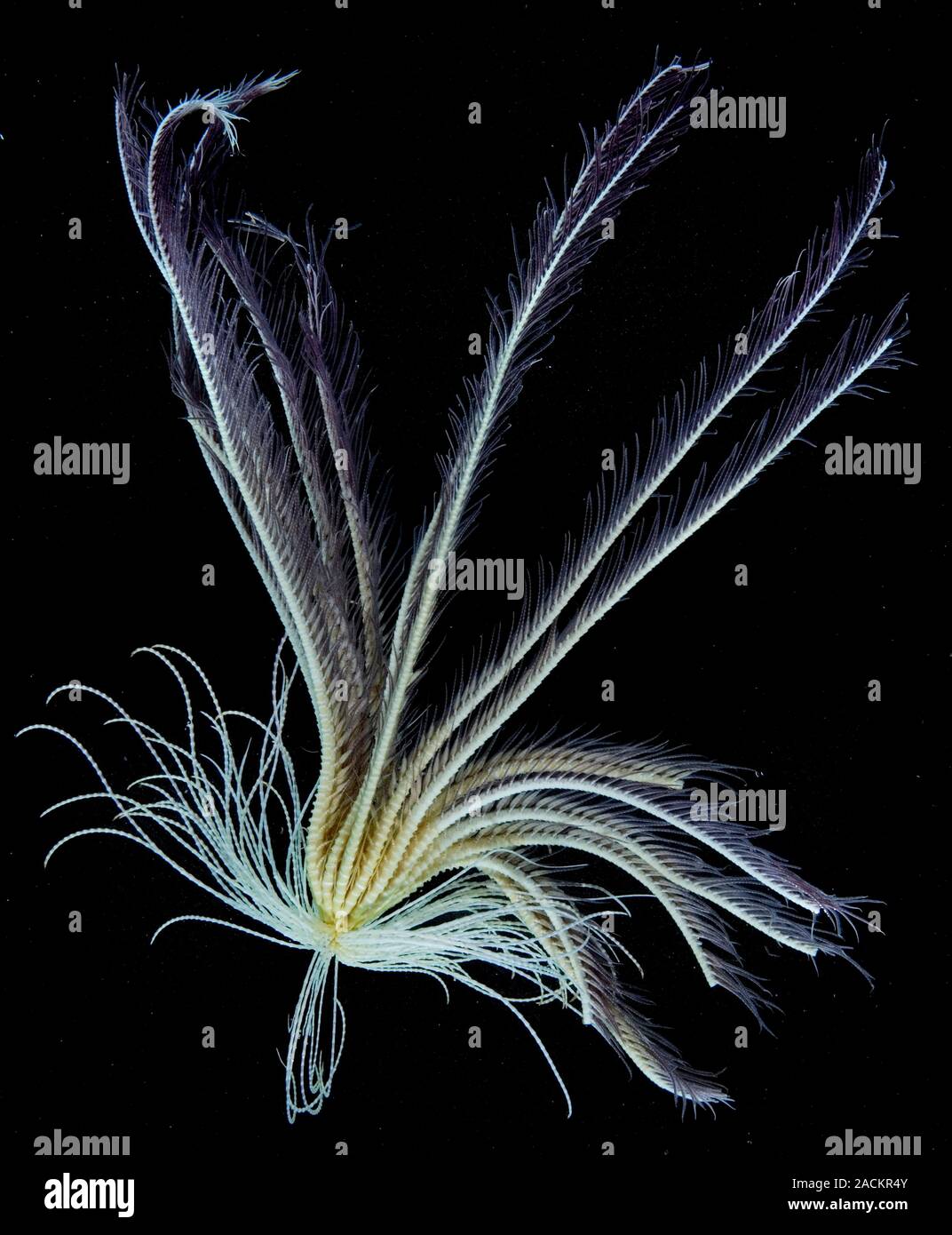Featherstar. Image of a featherstar, or crinoid, showing its branching ...