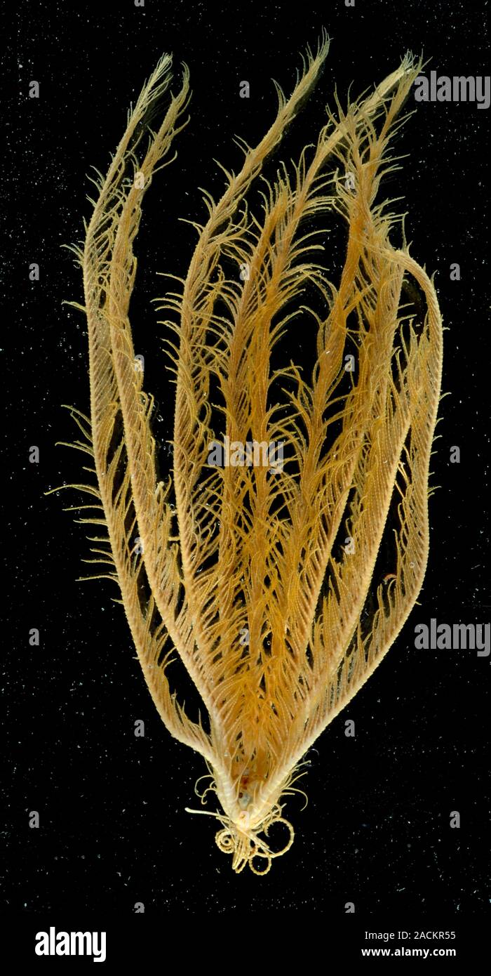 Featherstar. Image of a featherstar, or crinoid, showing its branching ...