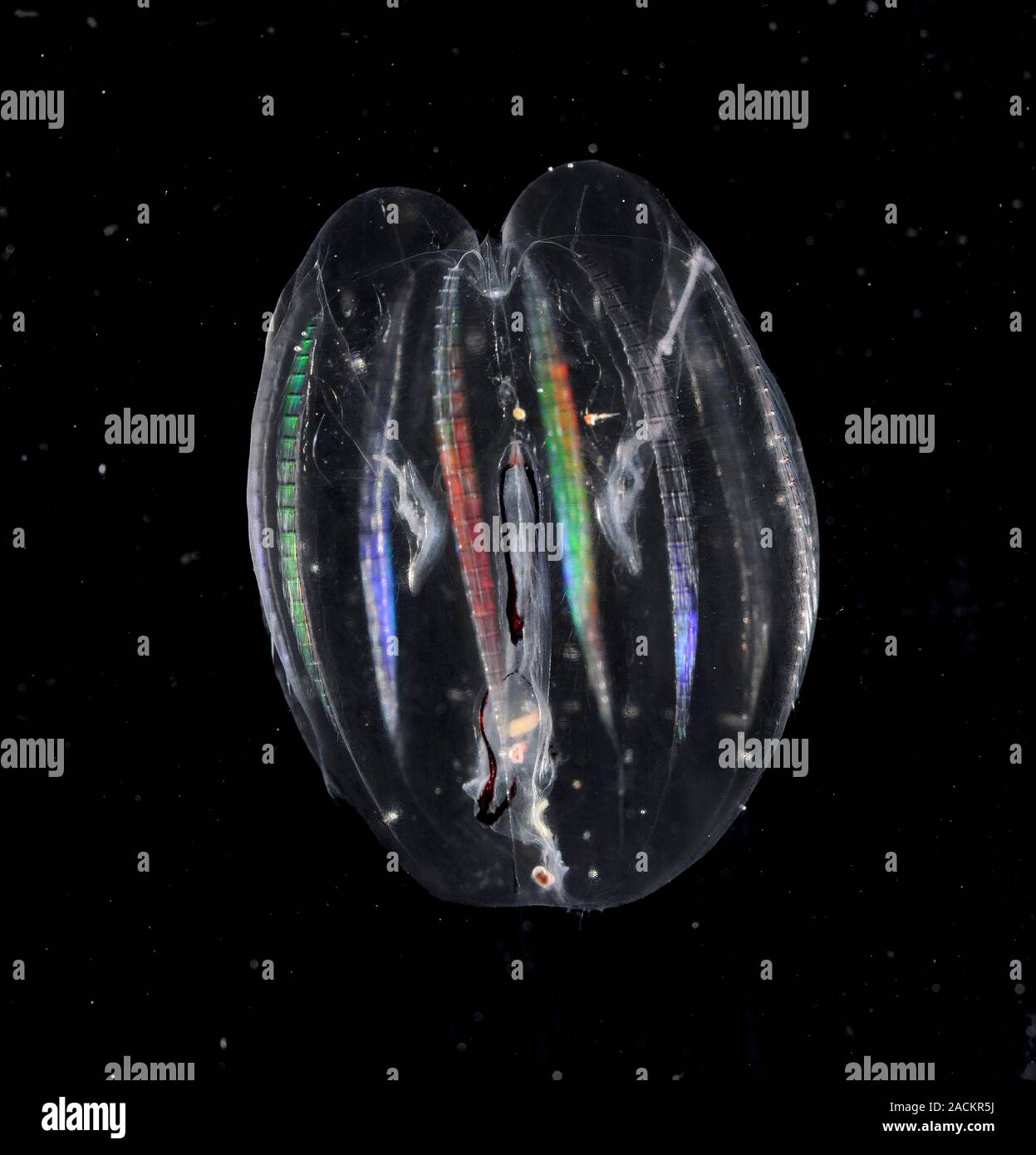 Comb jelly. Comb jellies, or ctenophores, are jellyfish-like organisms ...