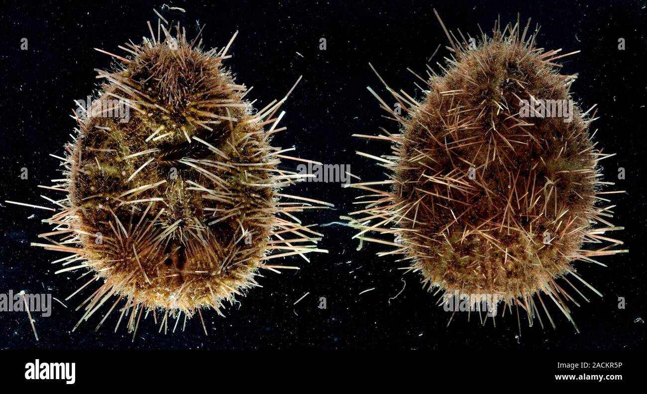 Burrowing sea urchin. Images showing the upper and lower sides of a ...