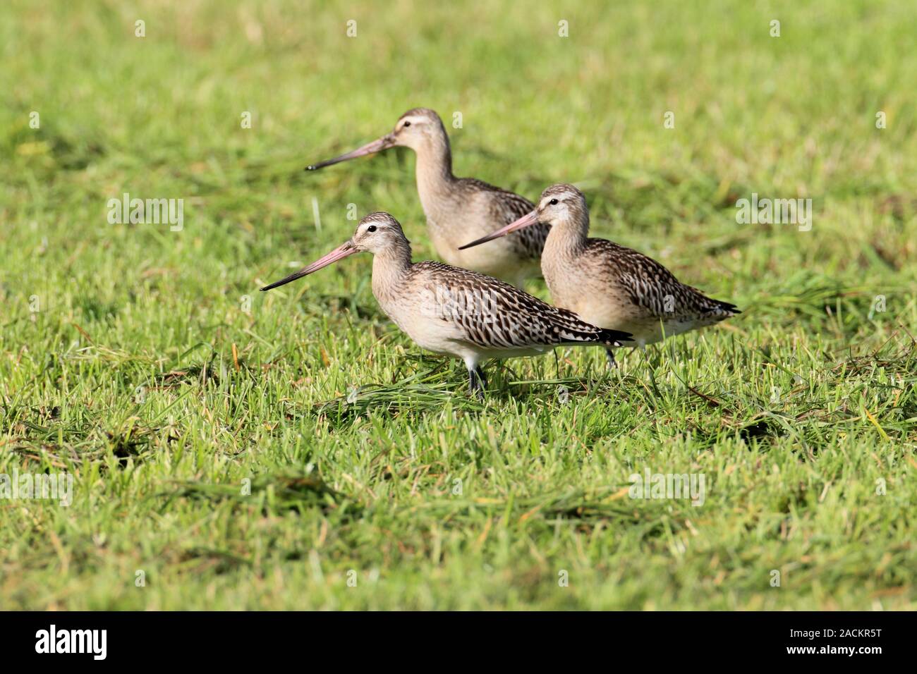 Bar tailed godwit bar tailed godwit godwit wader hi-res stock ...