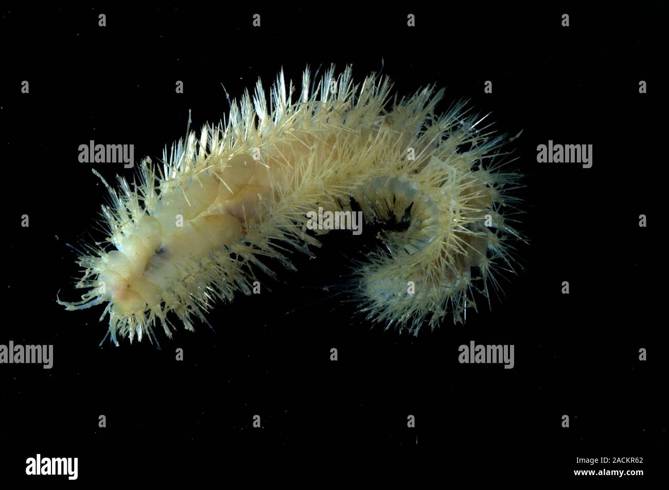 Polychaete marine worm. Polychaetes are a class of annelid (segmented ...