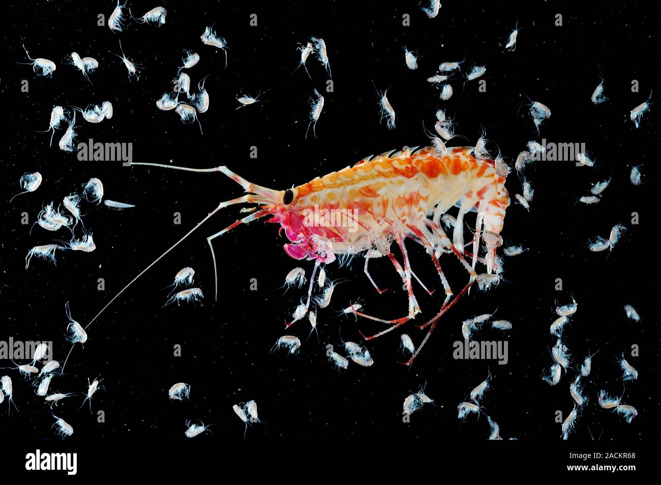 Amphipod crustaceans. Female Eusirus giganteus amphipod (centre) among ...