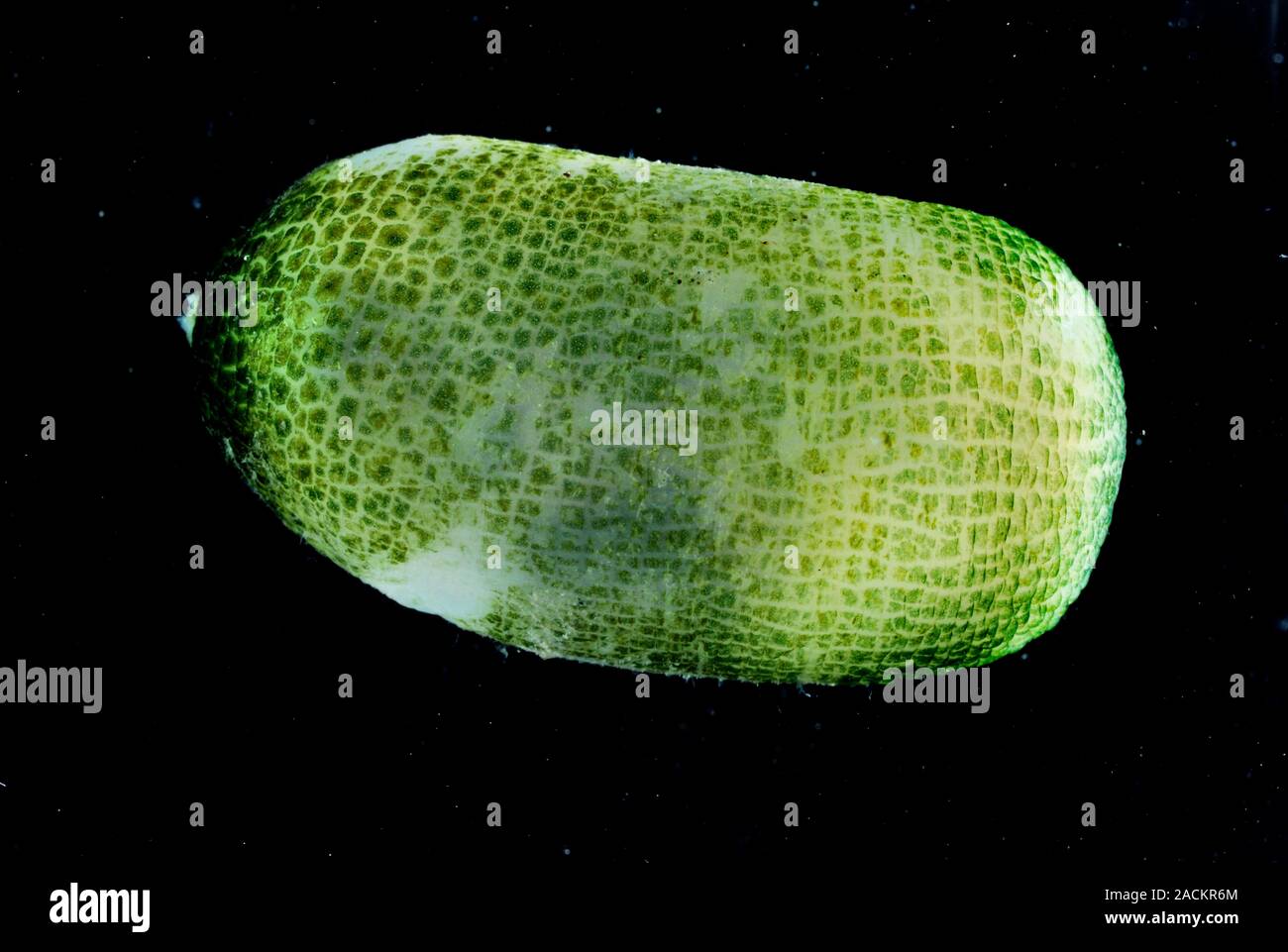 Spoon worm. Spoon worms (class Echiura) are an obscure group of deposit ...