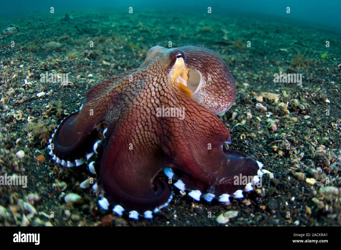 Veined octopus (Octopus marginatus) hunting on the sea-bed ...