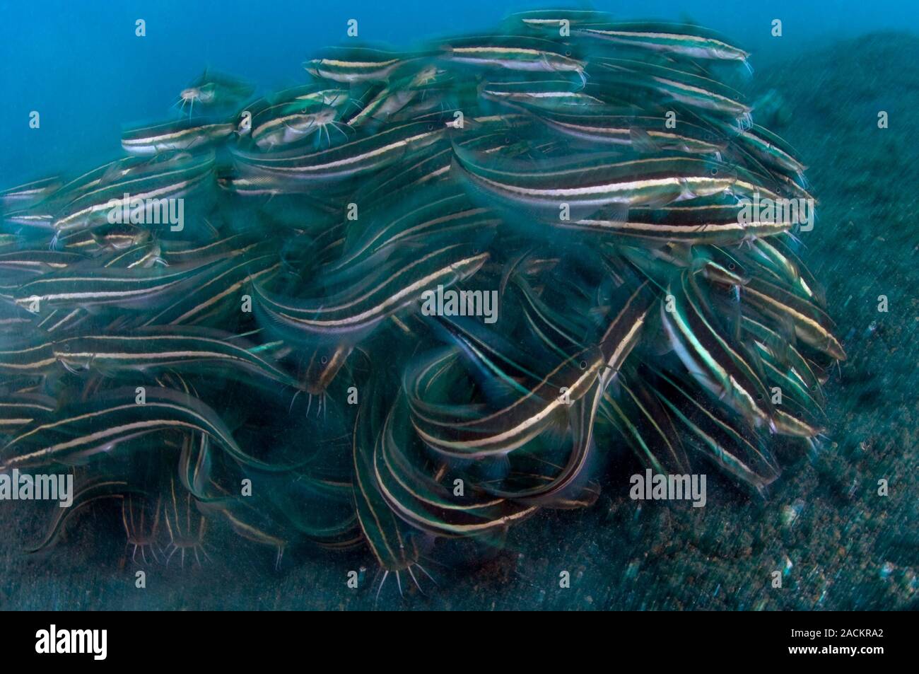 Striped catfish (Plotosus lineatus). These fish inhabit the tropical ...