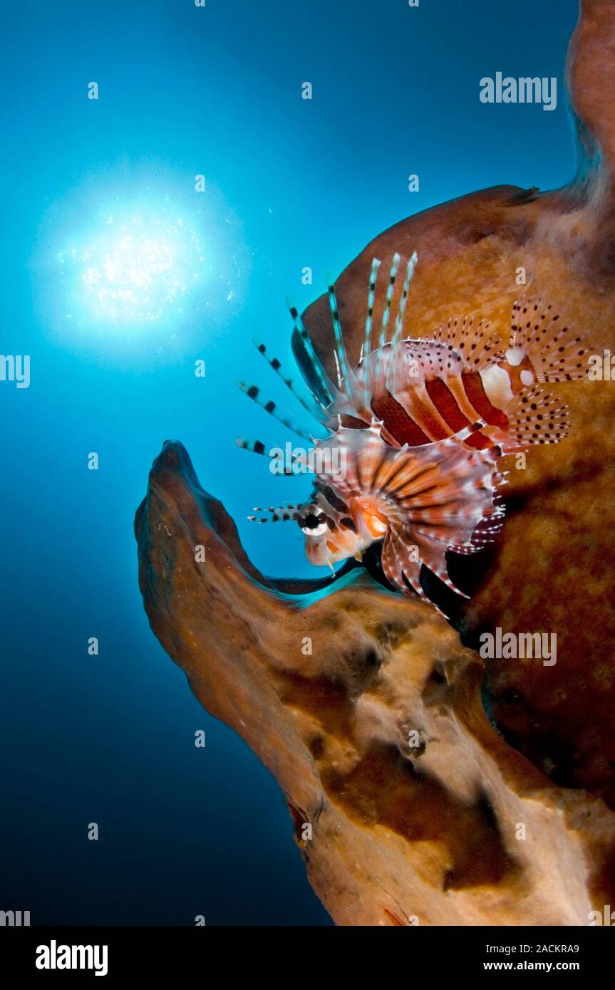 Zebra Lionfish (Dendrochirus zebra). Lionfish are highly venomous ...
