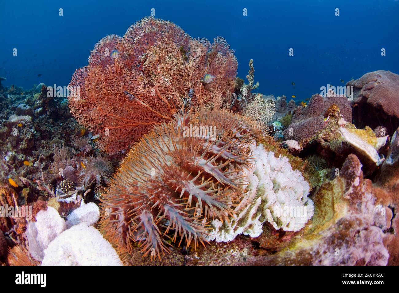 Crown of thorns starfish (Acanthaster planci, centre) eating corals on ...