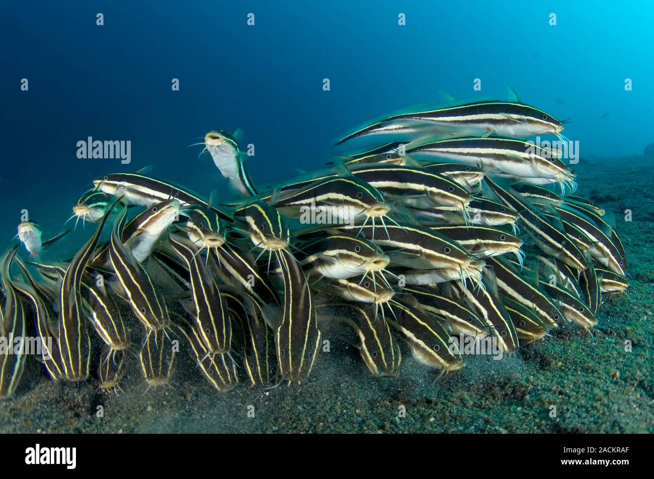 Striped catfish (Plotosus lineatus). These fish inhabit the tropical ...