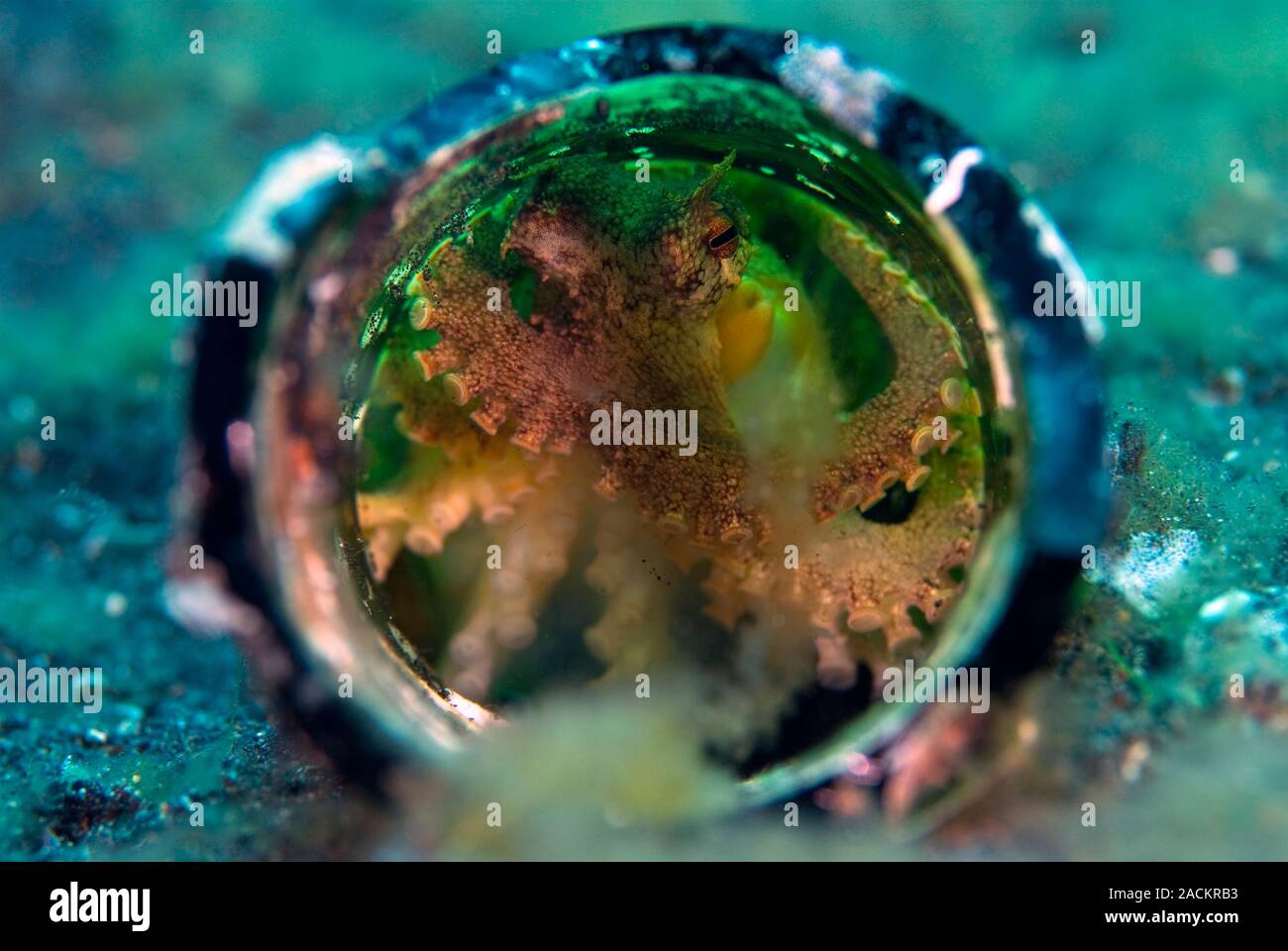 Veined octopus (Octopus marginatus) sheltering inside a broken bottle ...
