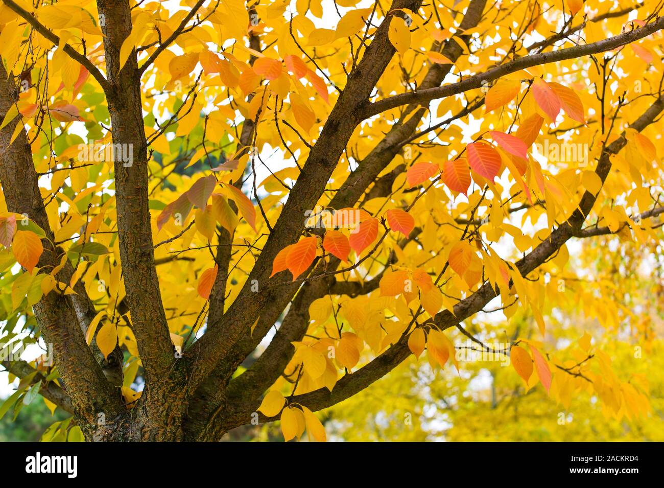 Tree with leaves in autumn Stock Photo - Alamy