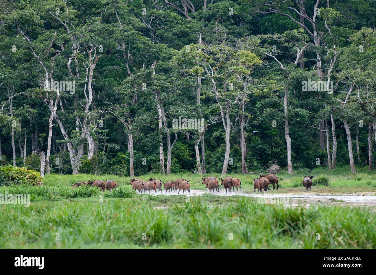 African forest buffalo (Syncerus caffer nanus) galloping through water ...