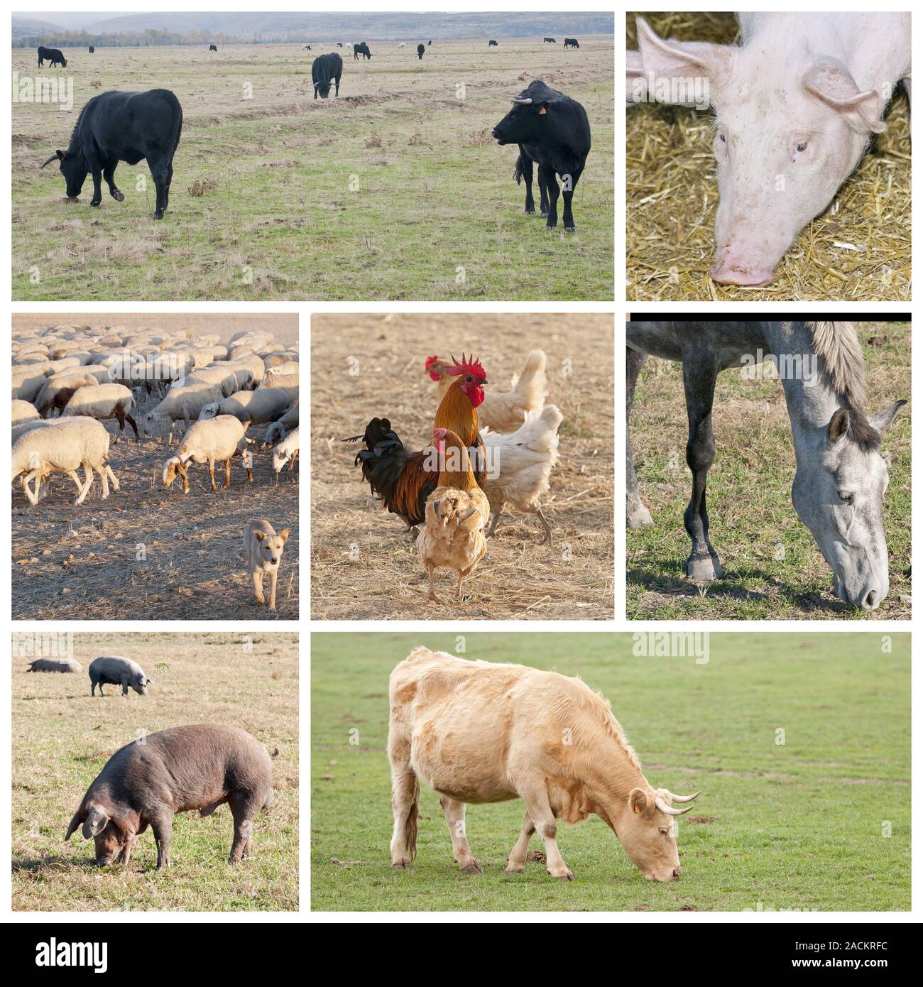 Cattle horse Cut Out Stock Images & Pictures - Alamy