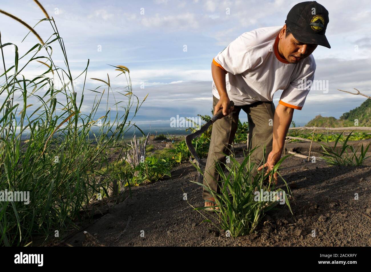 Farming on a volcano. Farmer planting grass on the slopes of the Gunung ...