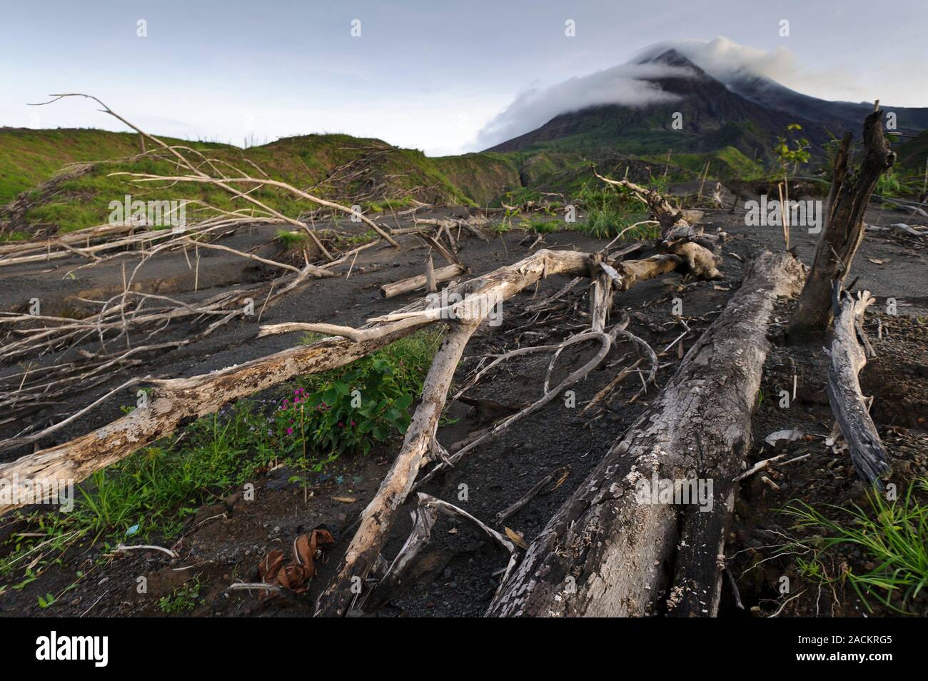 Volcanic destruction. Trees killed in an eruption of the Gunung Merapi ...