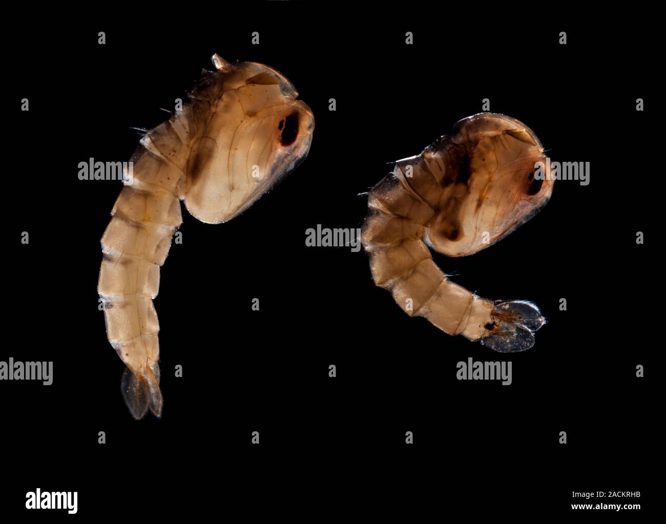 Asian tiger mosquito (Aedes albopictus) pupae. The pupa is the stage of a mosquito's life cycle ...