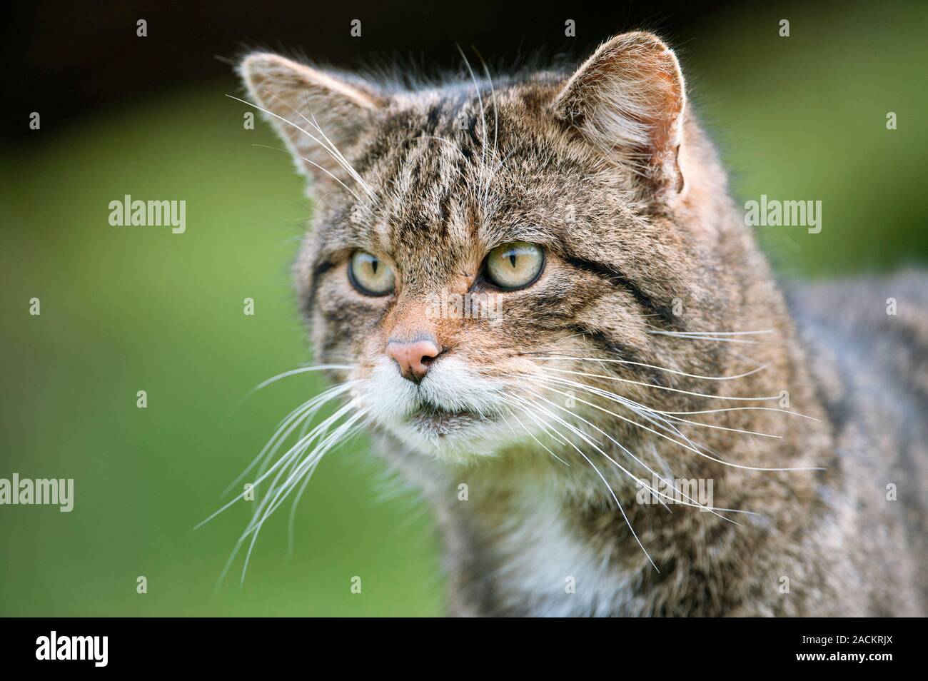 Scottish wildcat (Felis silvestris). This small cat, also known as the ...