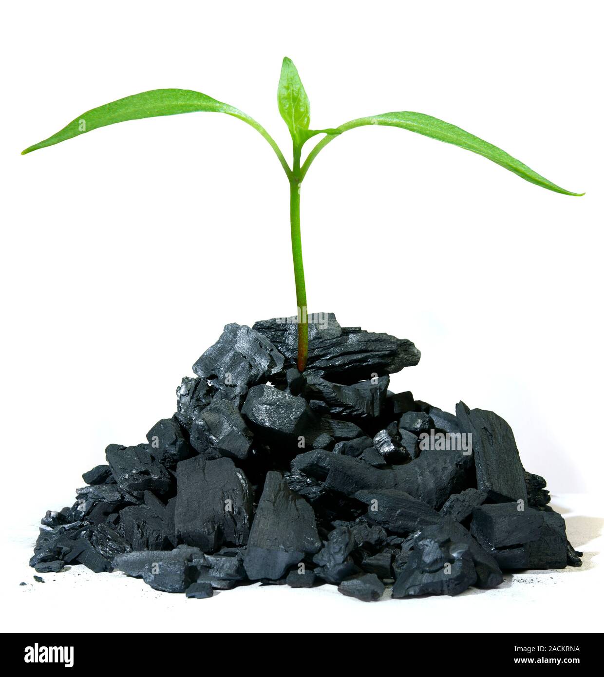 Biochar plant growth. Conceptual image of biochar (black) being used to ...