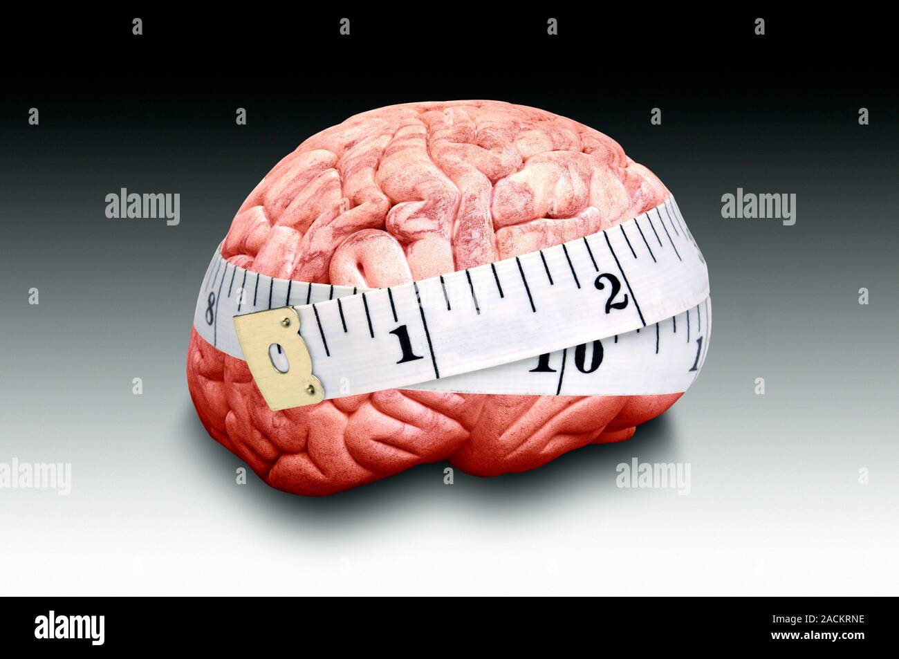 Brain size. Conceptual image of a human brain wrapped in a tape measure ...