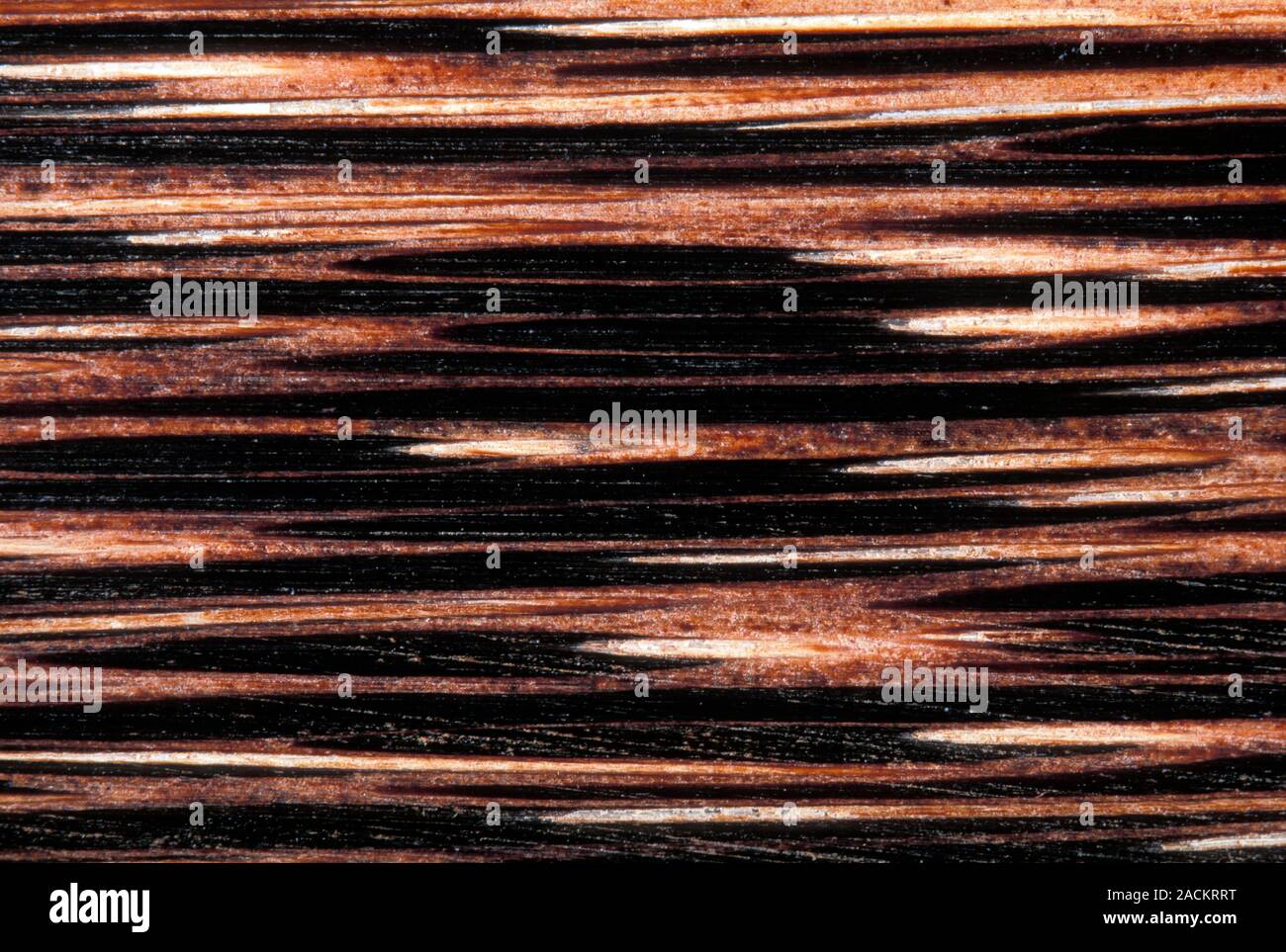 Patawa. Close-up of the cut surface of patawa (Oenocarpus bataua) wood ...
