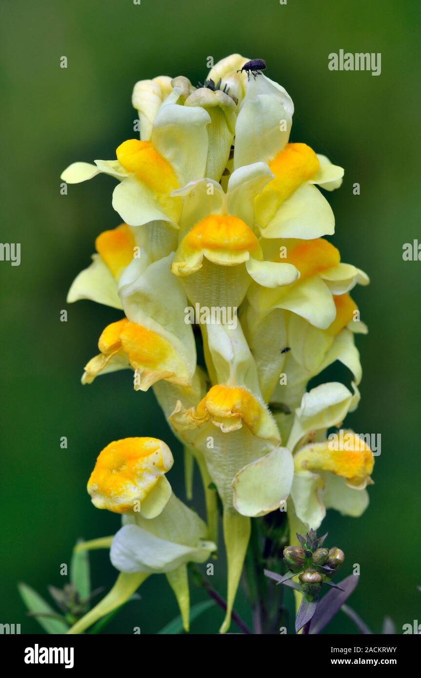 Common toadflax (Linaria vulgaris) flowers. Photographed in July, at ...