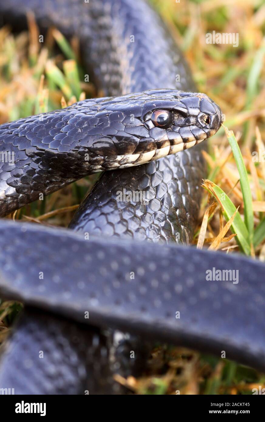 Large Whipsnake (Coluber jugularis) photographed in Israel in May Stock ...