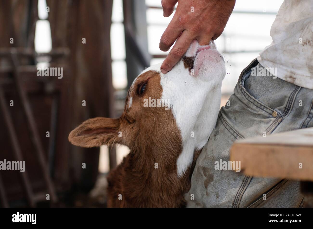 Beef cattle breeding In Israel, Mount Carmel Newborn calf sucks on ...