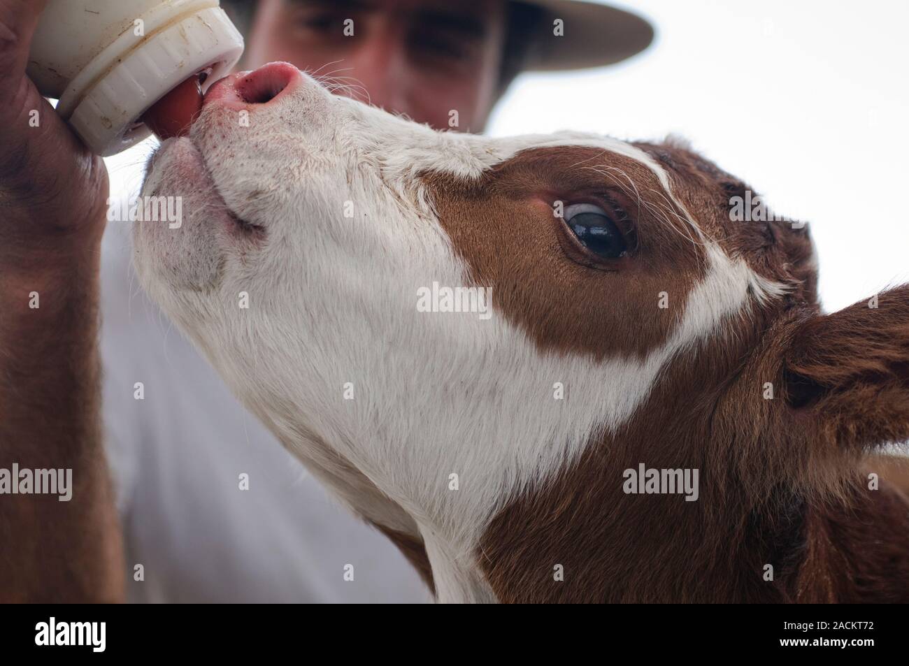 Beef cattle breeding In Israel, Mount Carmel. Farmer feeds a calf with ...