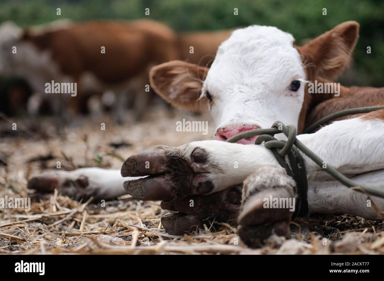 Beef cattle breeding In Israel, Mount Carmel calf roped to prevent ...