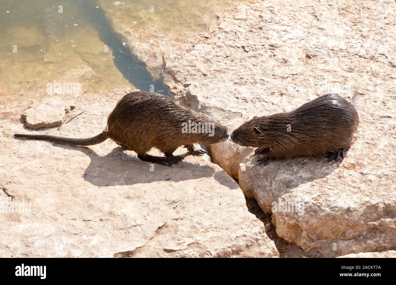 coypu (Myocastor coypus) by the water. This rodent is native to South ...