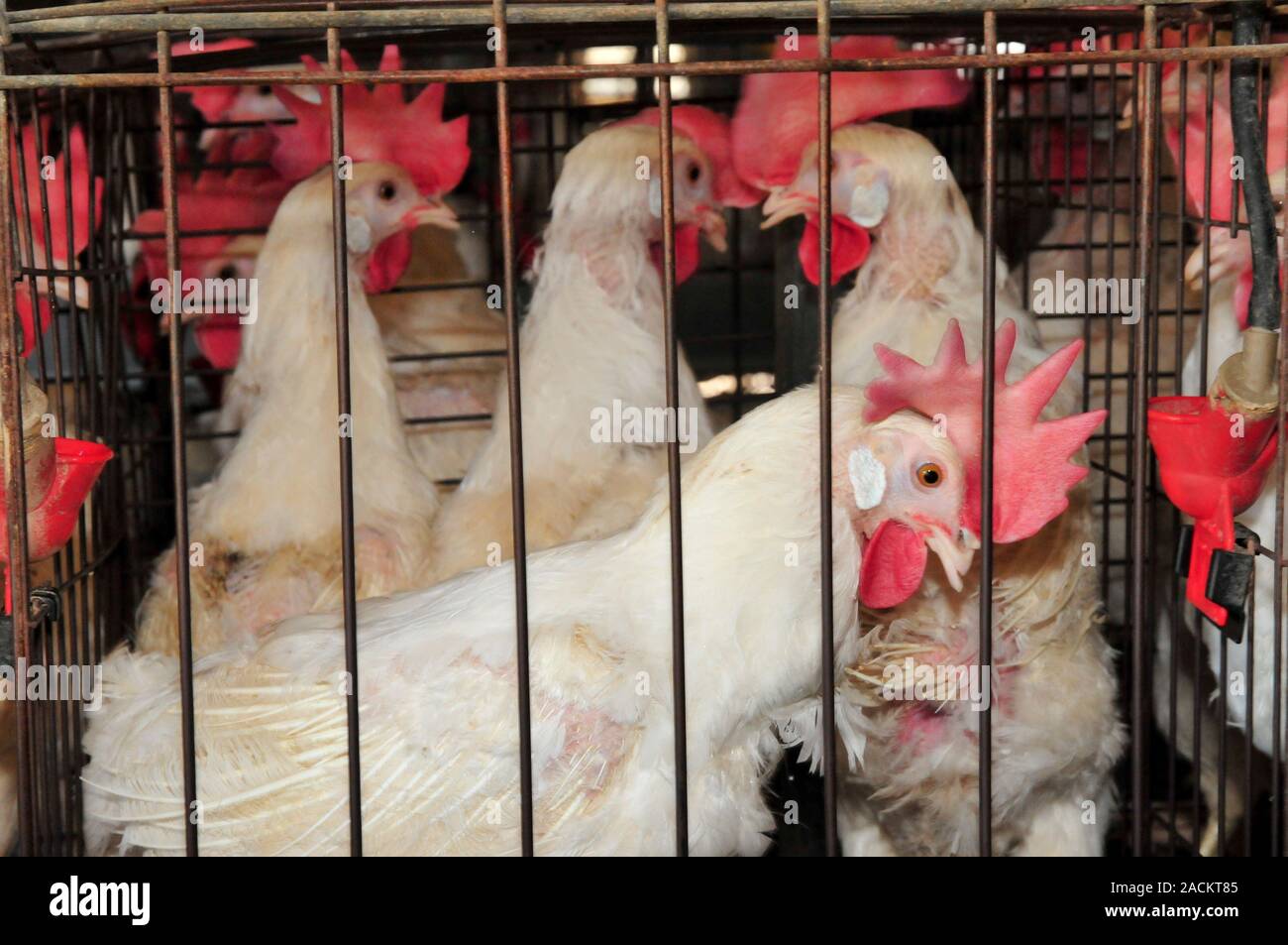 Egg farming. Hens in a battery Photographed in Israel Stock Photo - Alamy