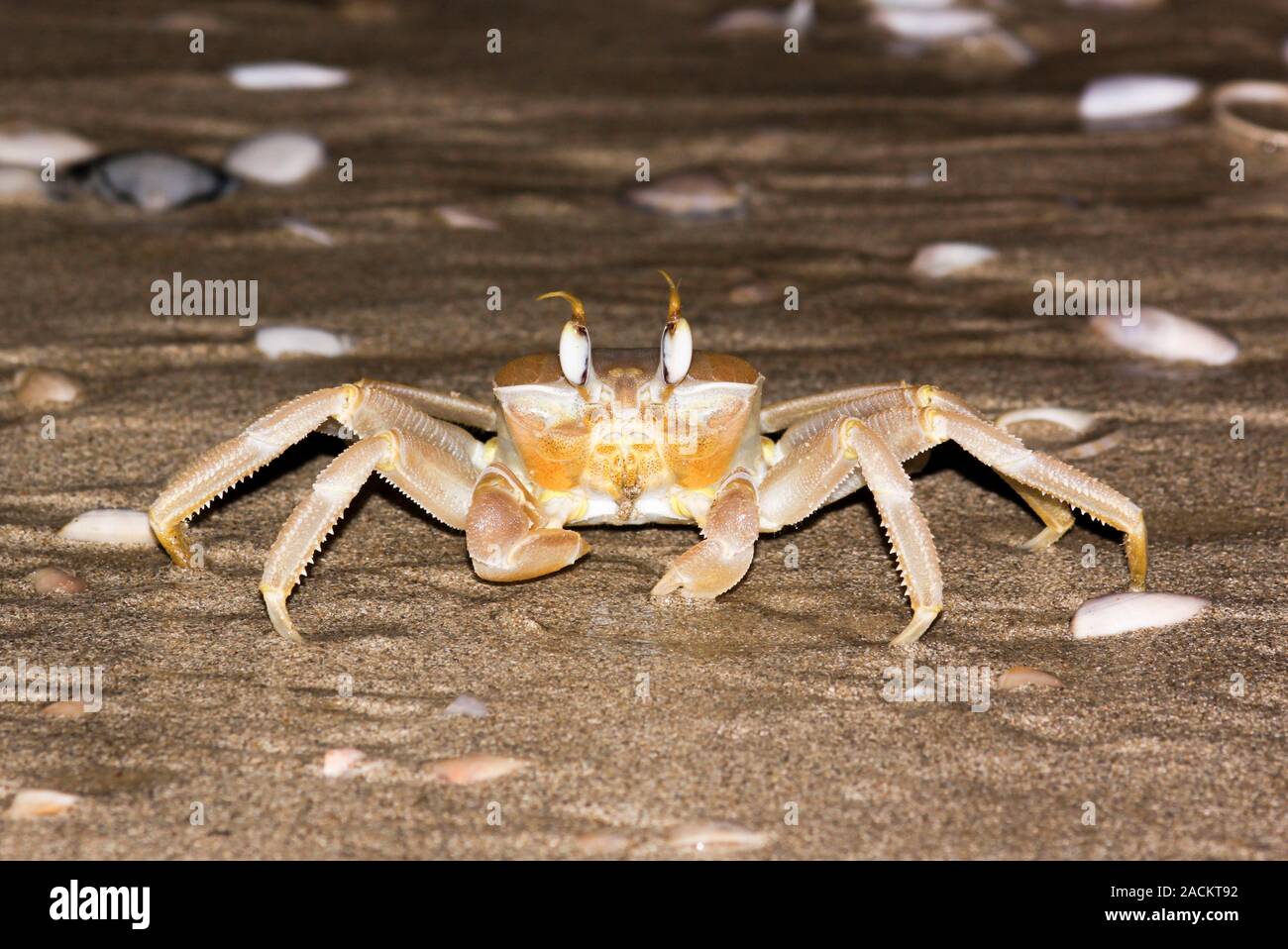 Tufted ghost crab (Ocypode cursor) on sand. Ghost crabs live on sandy ...
