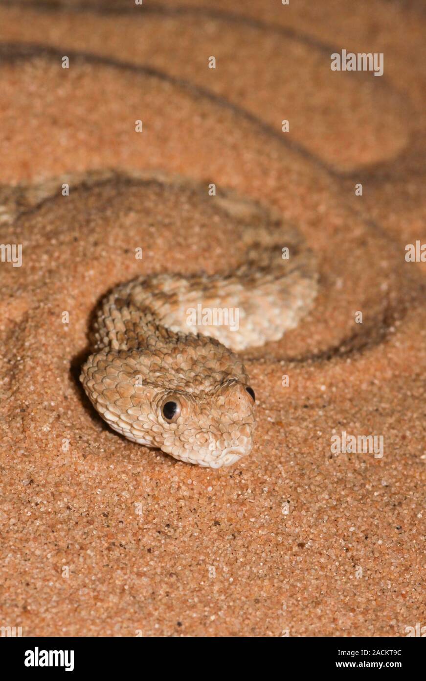 Sahara sand viper (Cerastes vipera) burying itself in the sand The ...