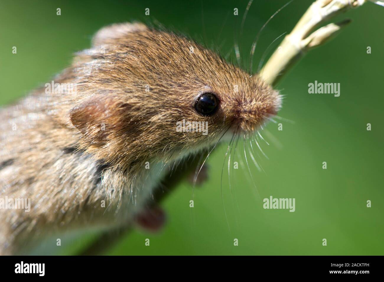 Eurasian harvest mouse (Micromys minutus). This is the smallest British ...