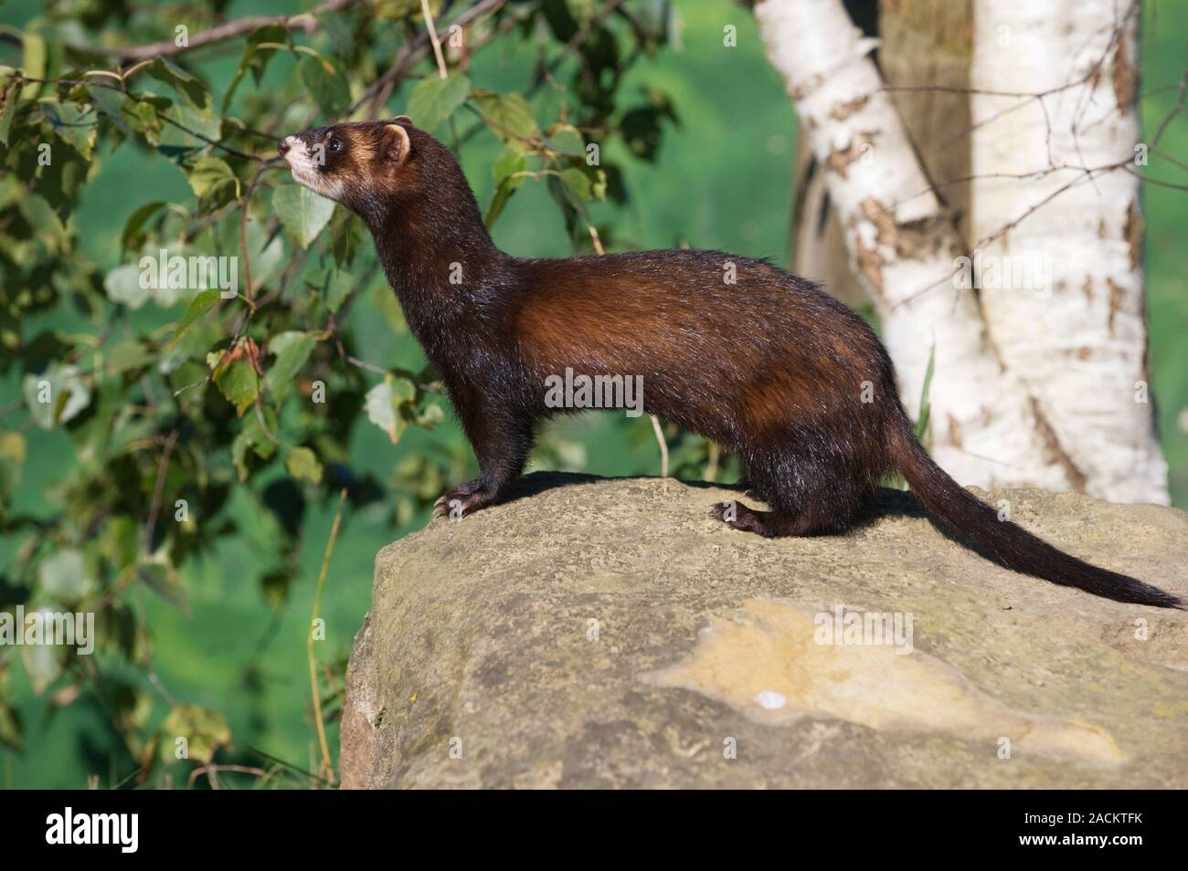 European polecat (Mustela putorius). Polecats are members of the weasel ...