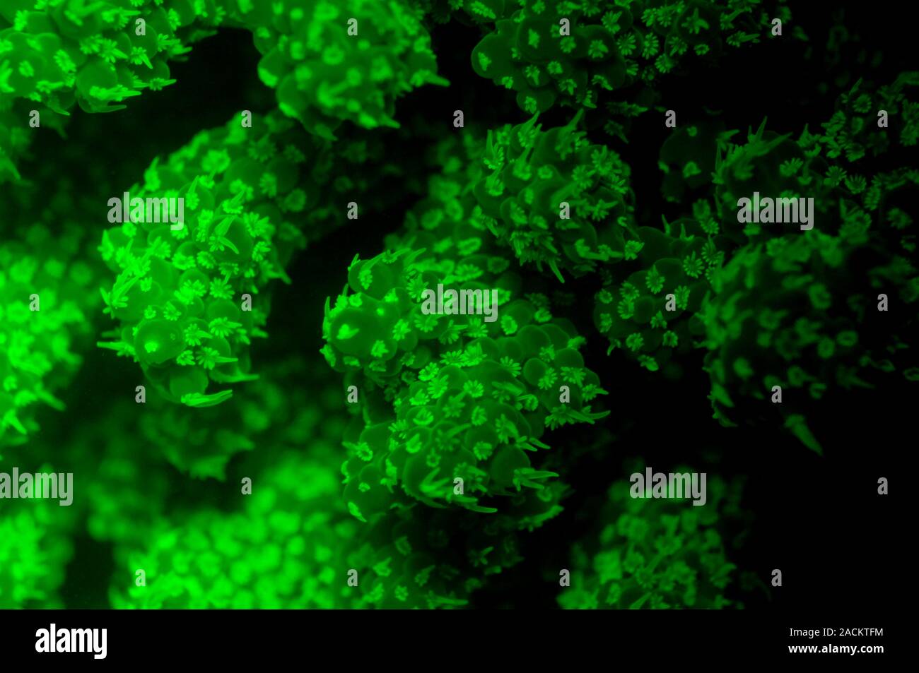 Feeding polyps of an Acropora sp. coral glow fluorescent green in the ...