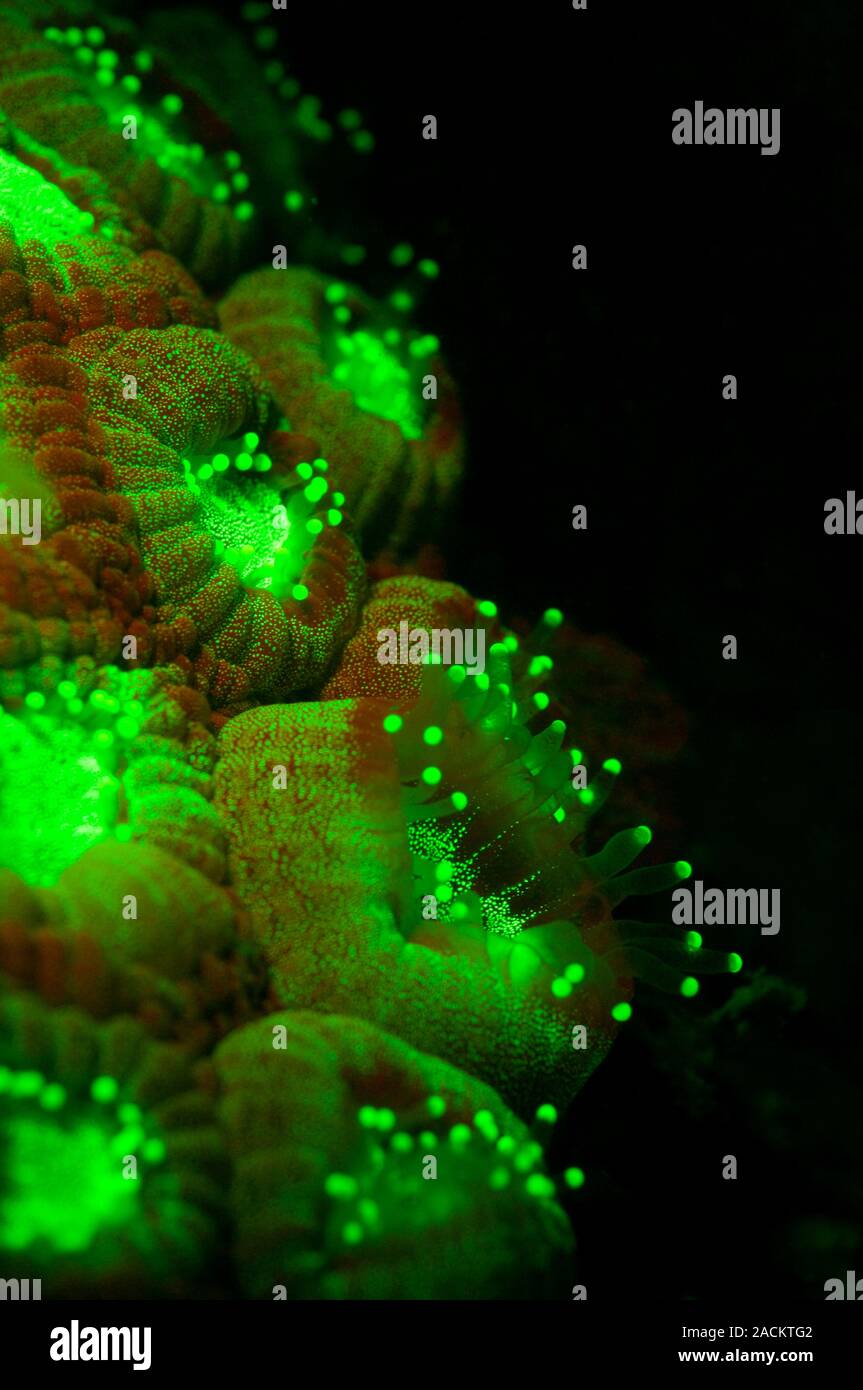 Hard coral (Favites sp.) fluorescing green under blue light in the dark ...