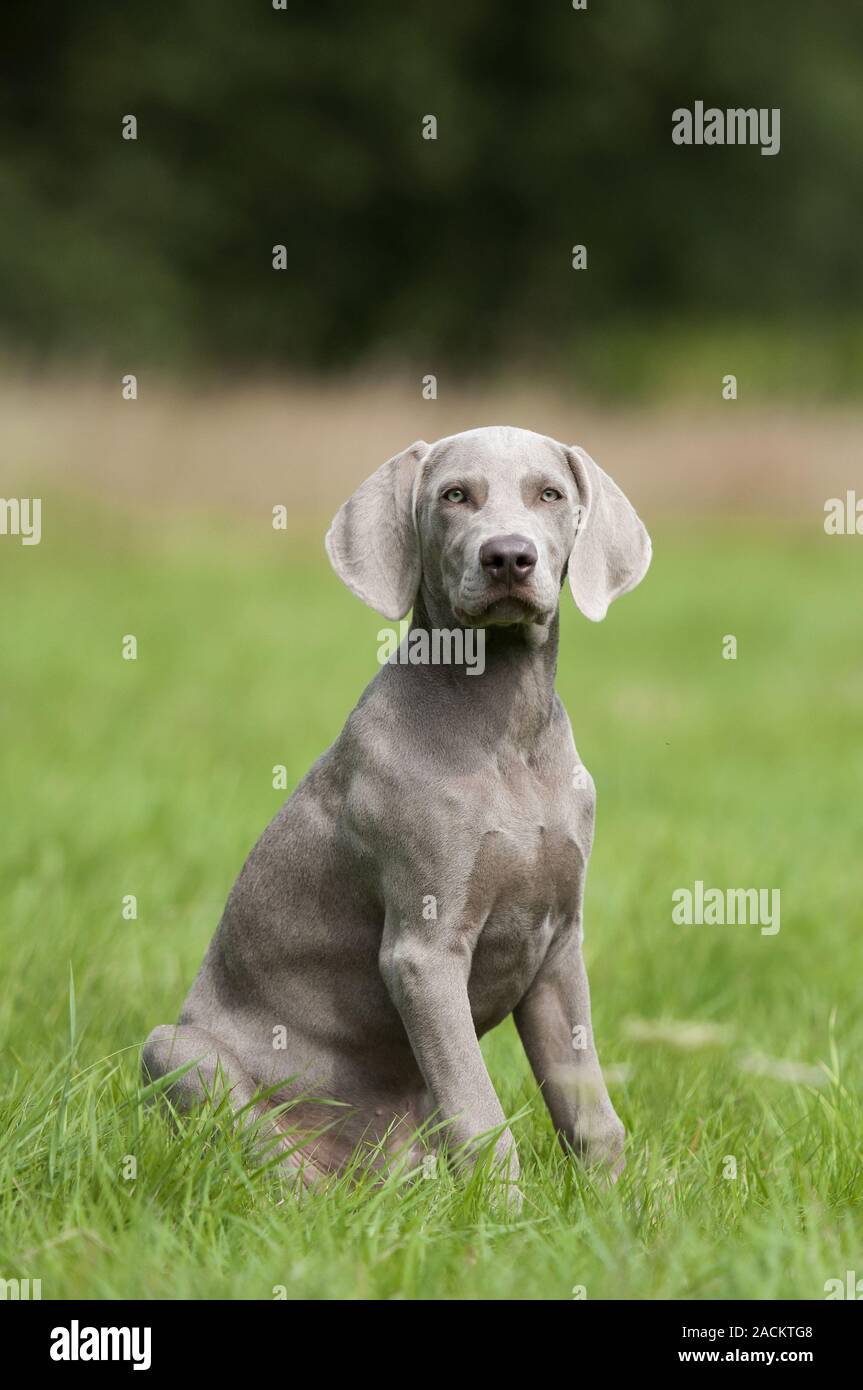 Perro weimaraner hi-res stock photography and images - Alamy