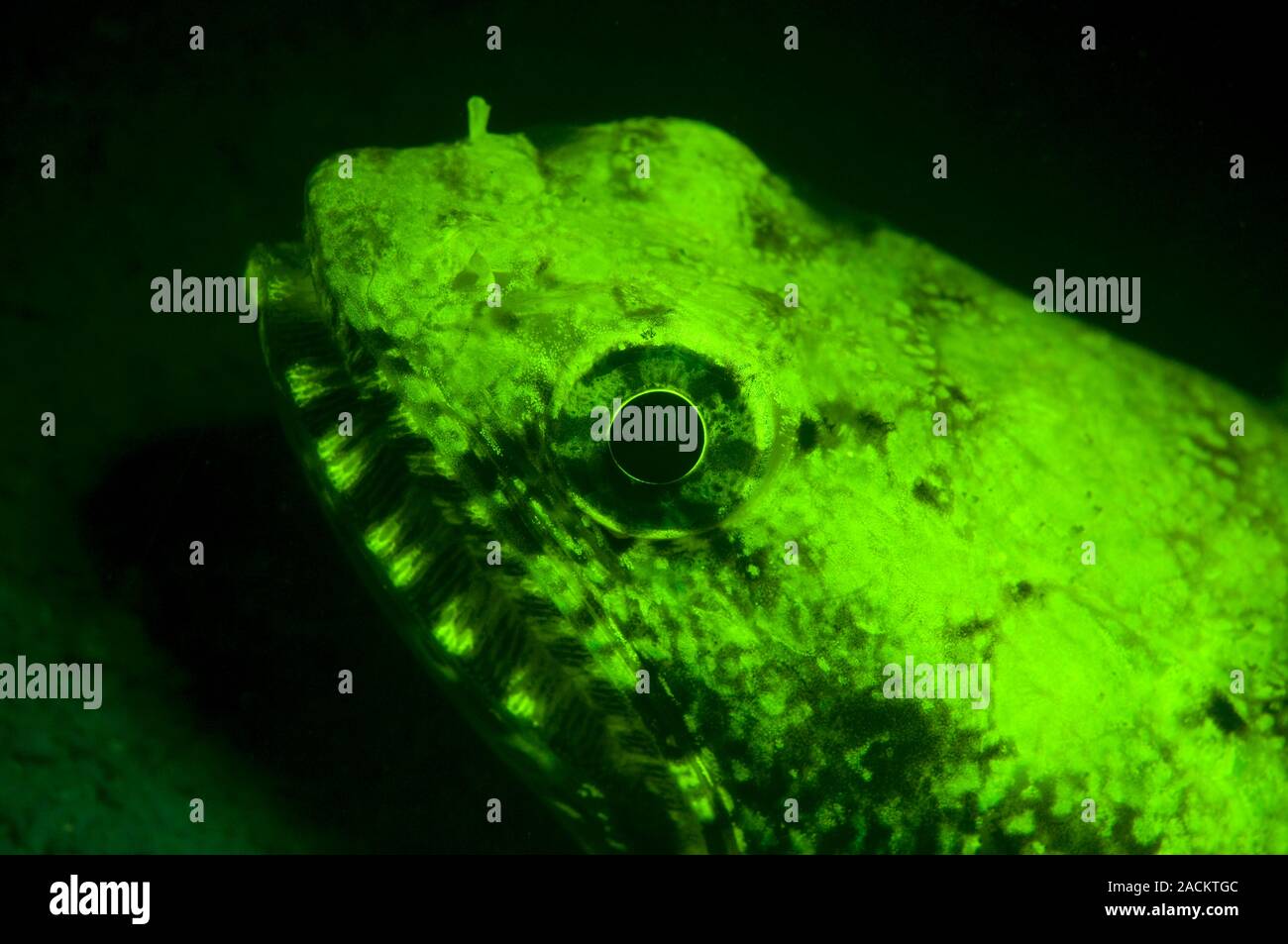 Lizardfish are perfectly camouflaged during the day, and lie in wait to ...