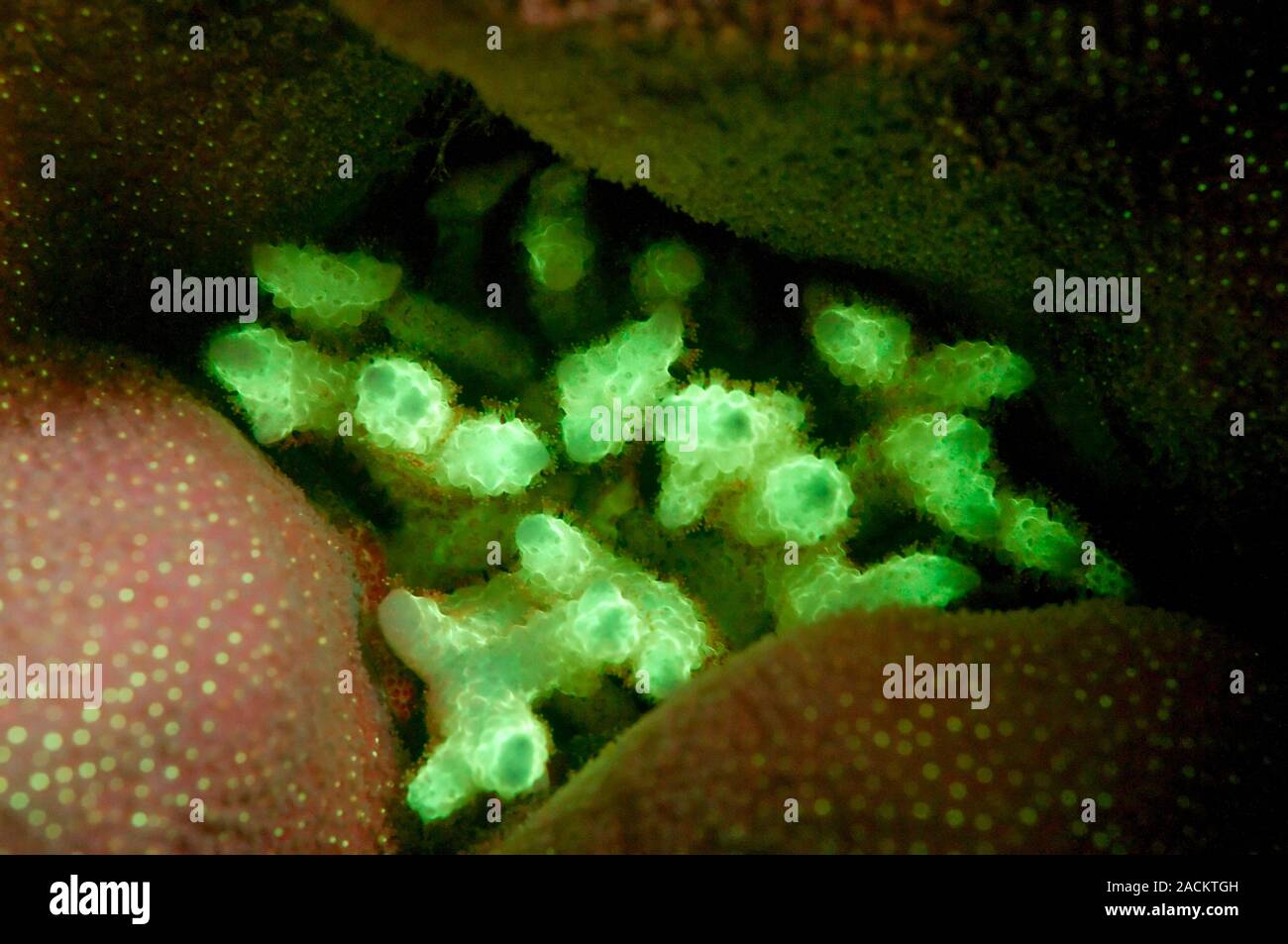 Different species of coral fluoresce in different colours making a reef ...