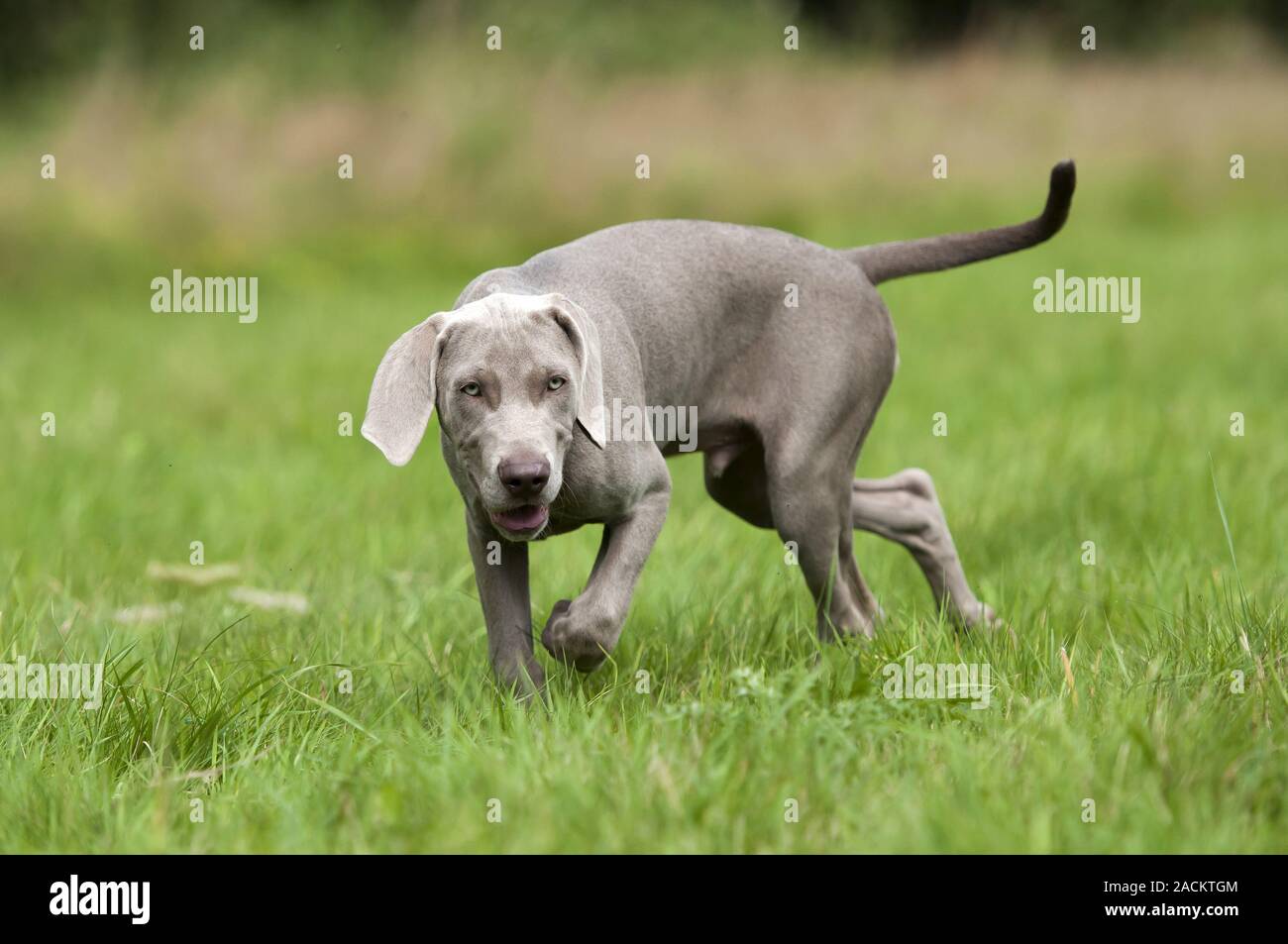Perro weimaraner hi-res stock photography and images - Alamy