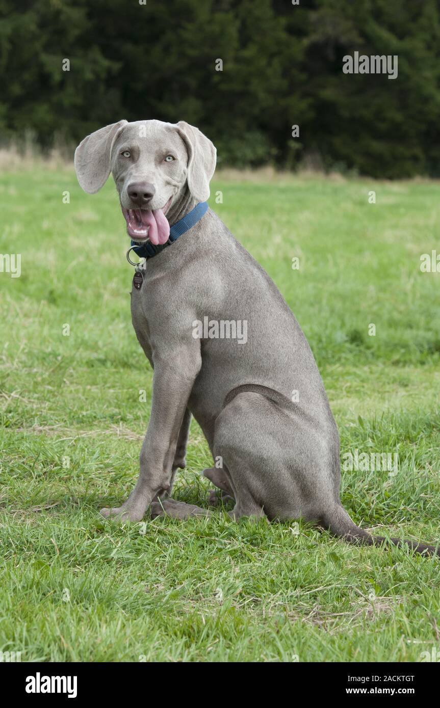 Perro weimaraner hi-res stock photography and images - Alamy